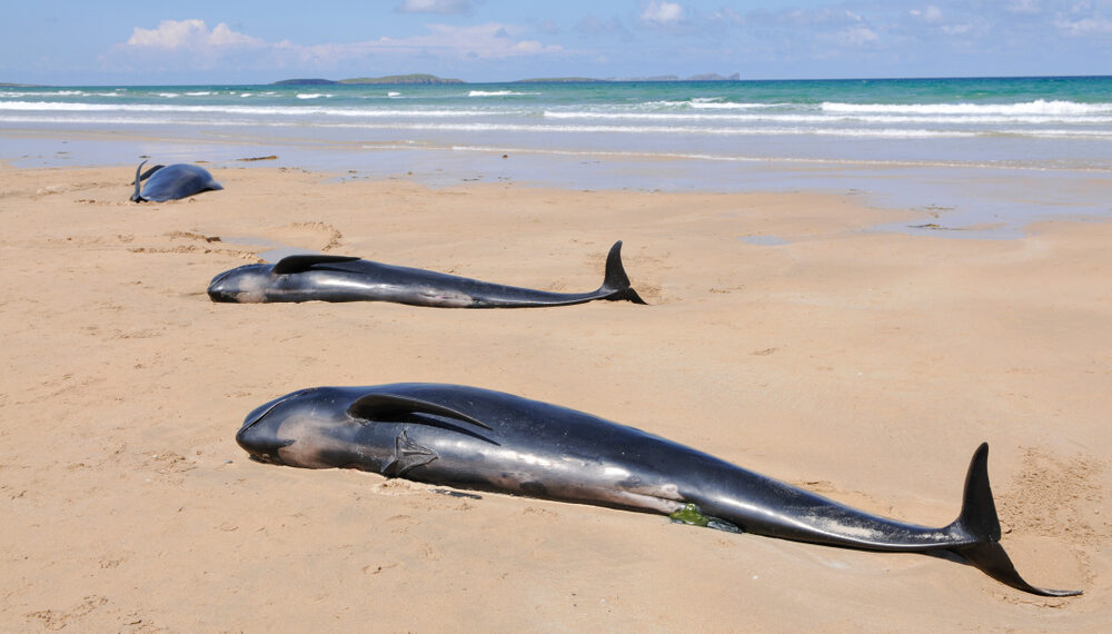 Australia, un centinaio di balene spiaggiate a Cheynes Beach