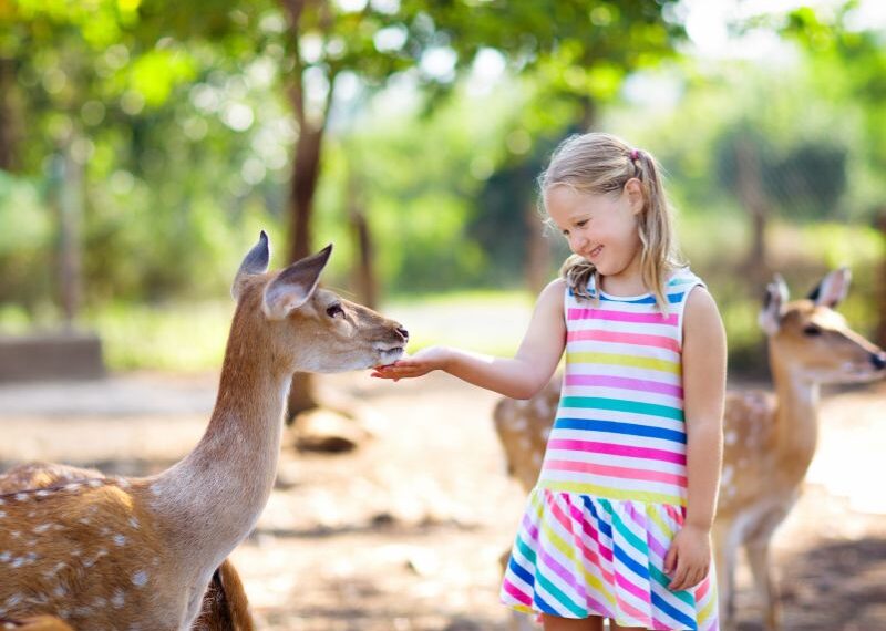 Perché non bisogna dare cibo agli animali selvatici